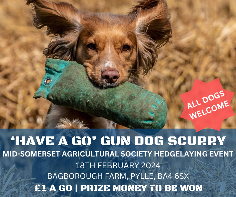‘HAVE A GO’ GUN DOG SCURRY - Mid Somerset Show
