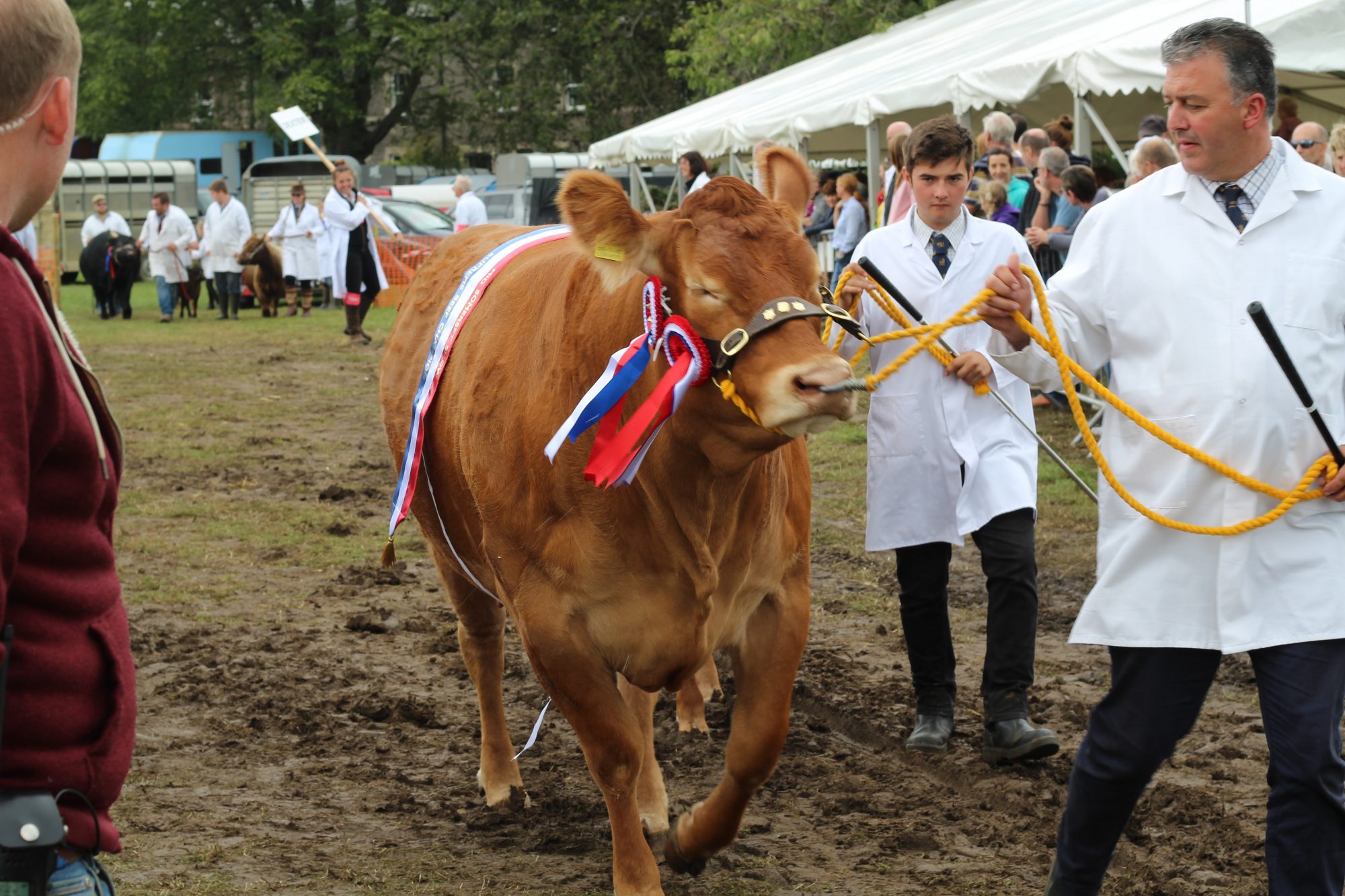 LOCAL CHAMPIONS AT MID-SOMERSET SHOW - Mid Somerset Show
